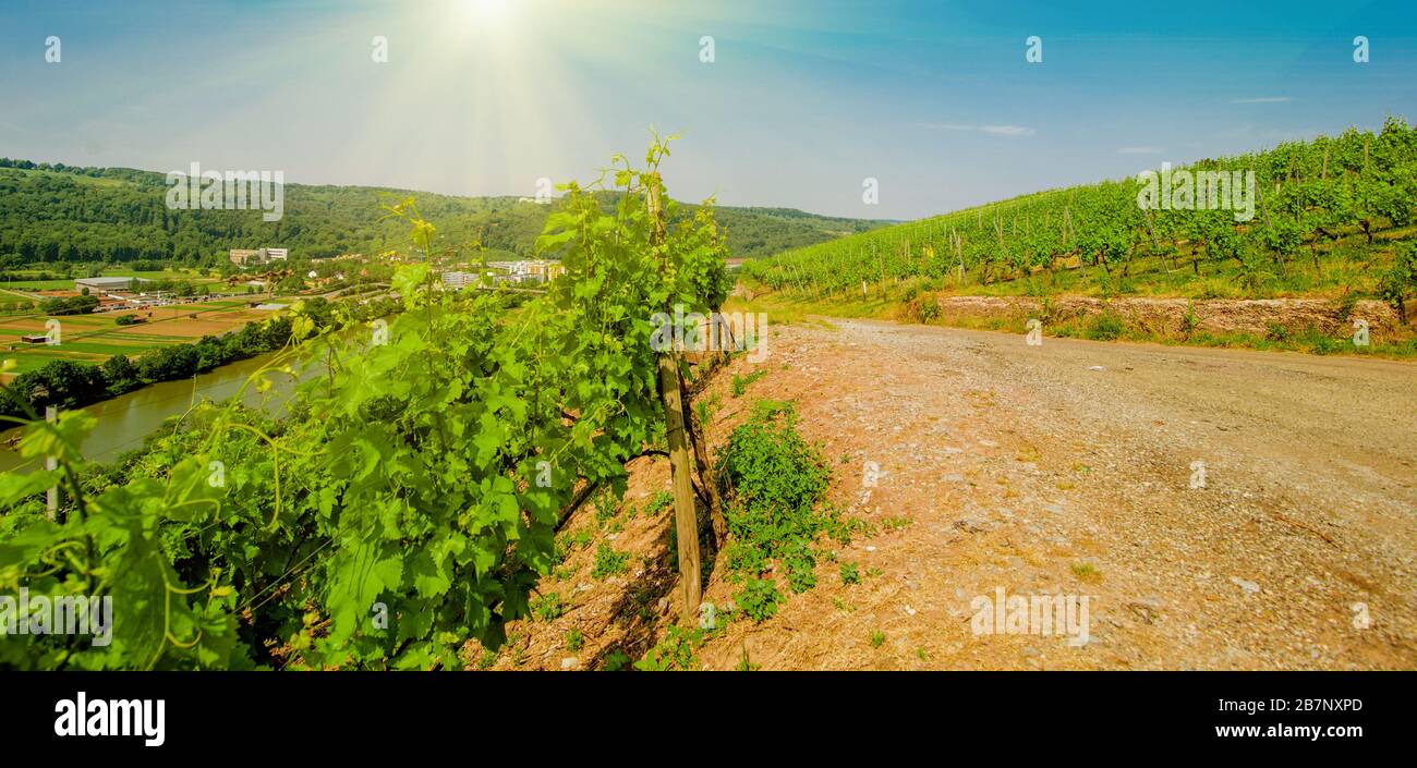 Landscape of vineyard on hill with grapes bushes and town in valley ...