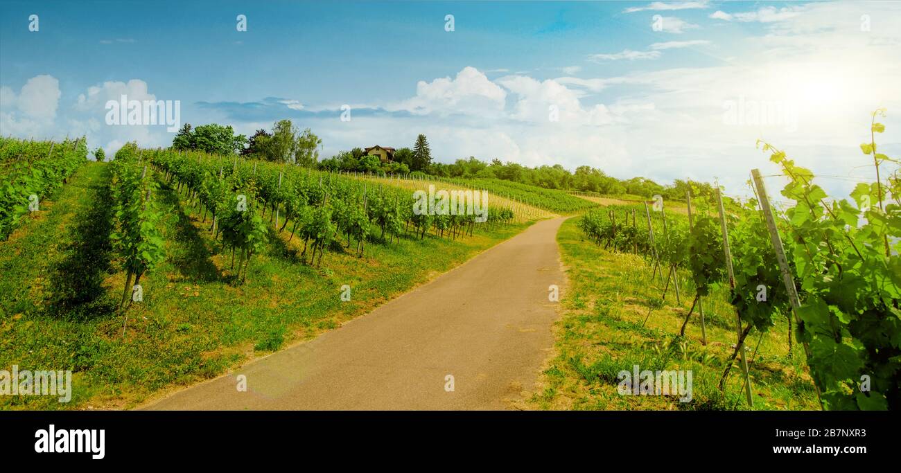 Landscape of vineyard on hill with grapes bushes, road and house of ...