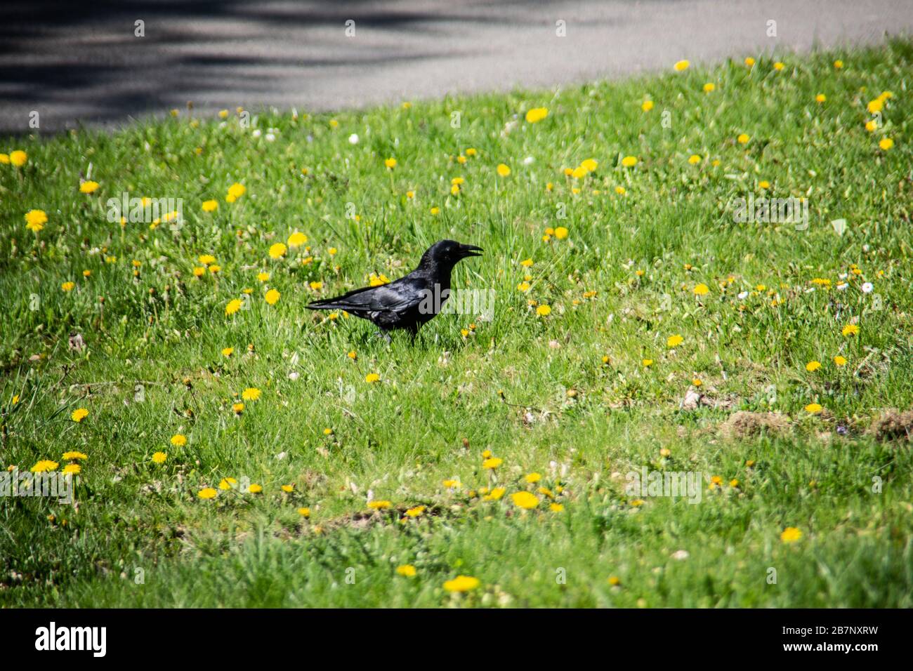 black rook on the meadow Stock Photo - Alamy