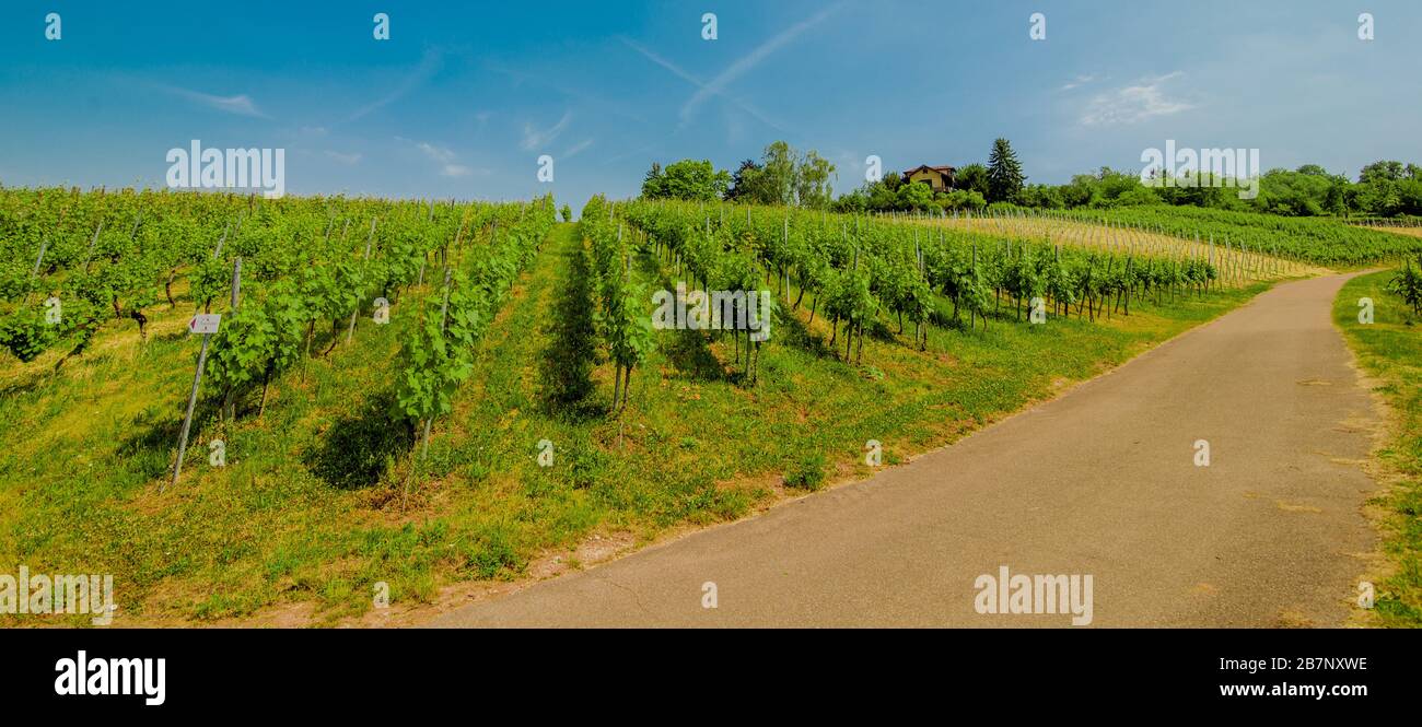 Landscape of vineyard on hill with grapes bushes and house of farm on ...
