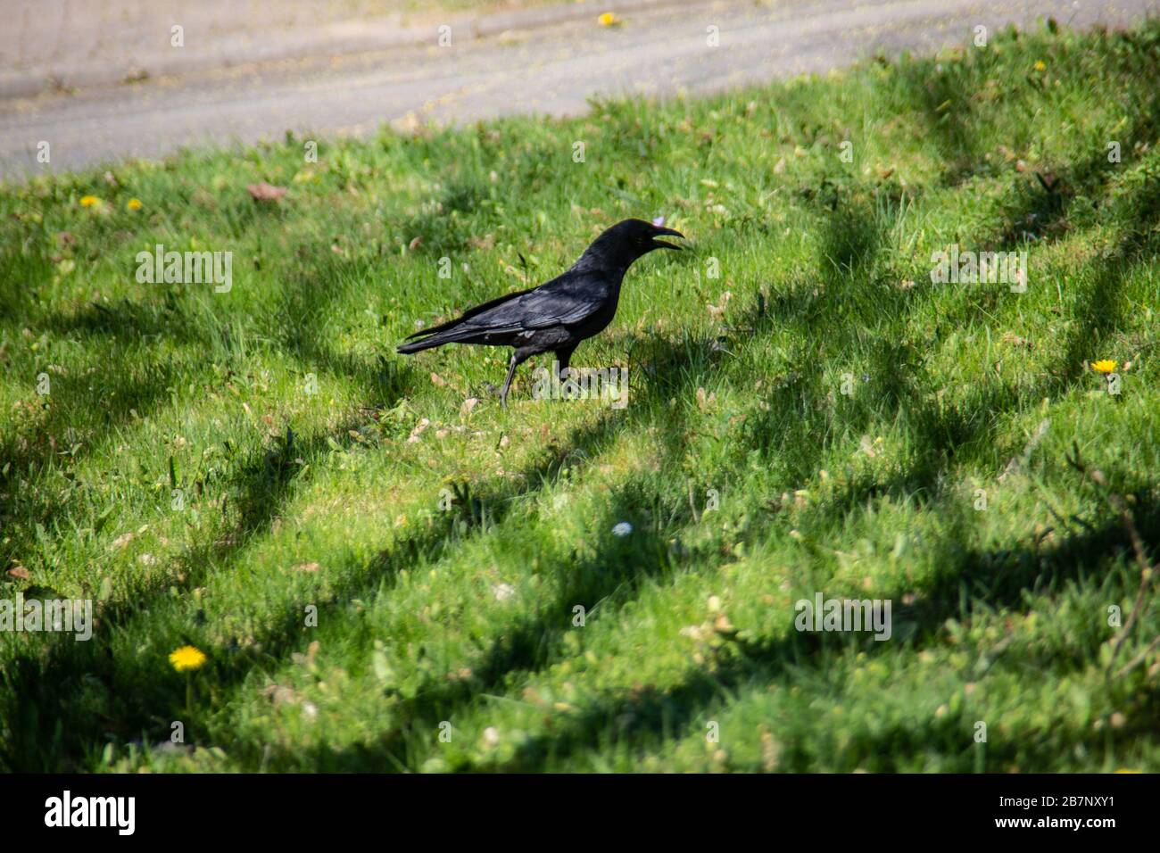 black rook on the meadow Stock Photo - Alamy