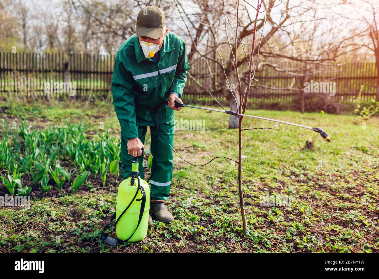 Farmer pumping manual pesticide sprayer to spray tree against insects ...