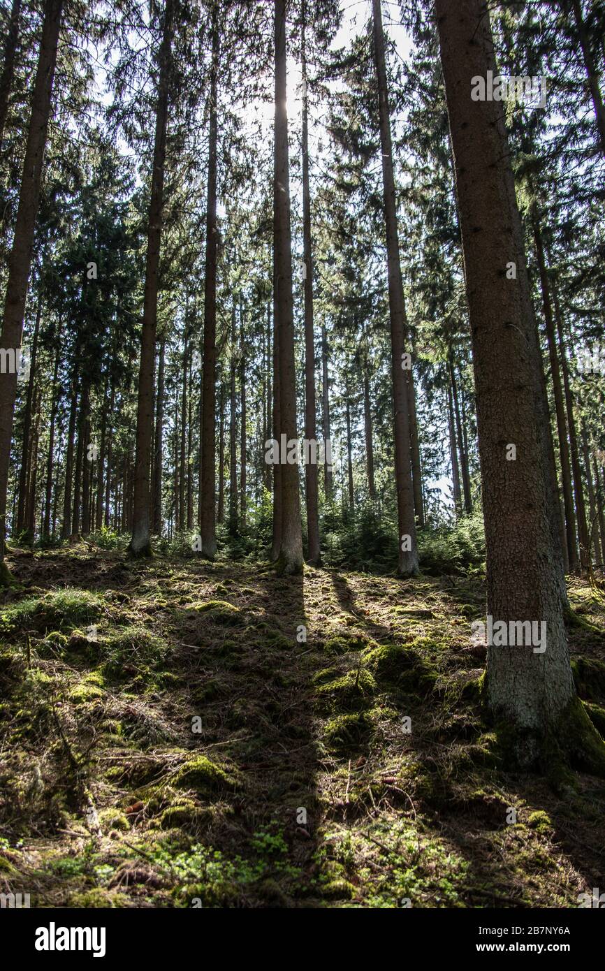 Sun drenched forest hi-res stock photography and images - Alamy