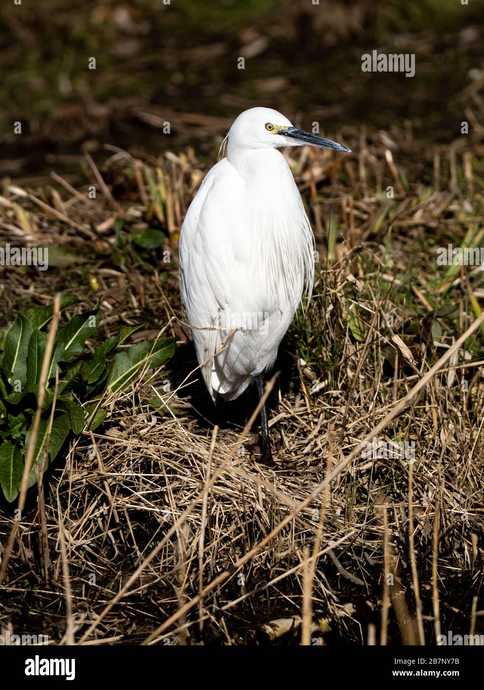 Selective focus shot of Little egret standing on the grasses in Izumi ...