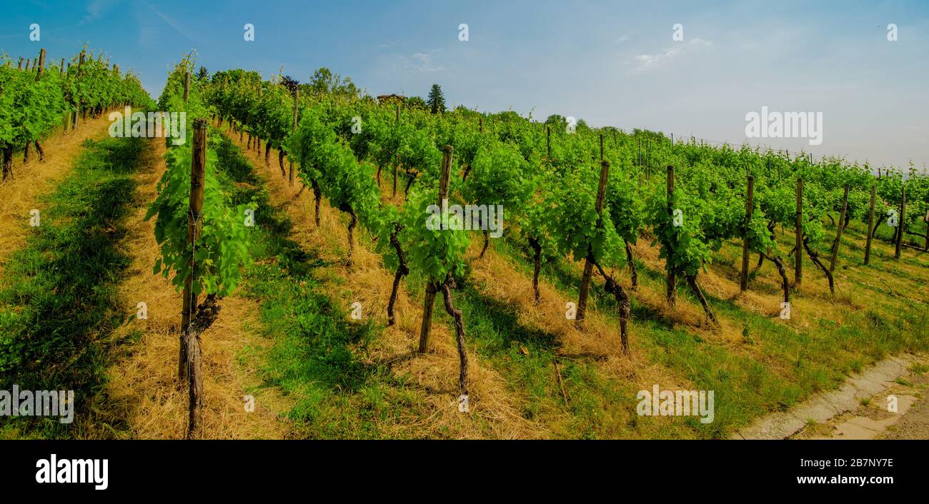 Landscape of vineyard on hill with grapes bushes and house of farm on ...