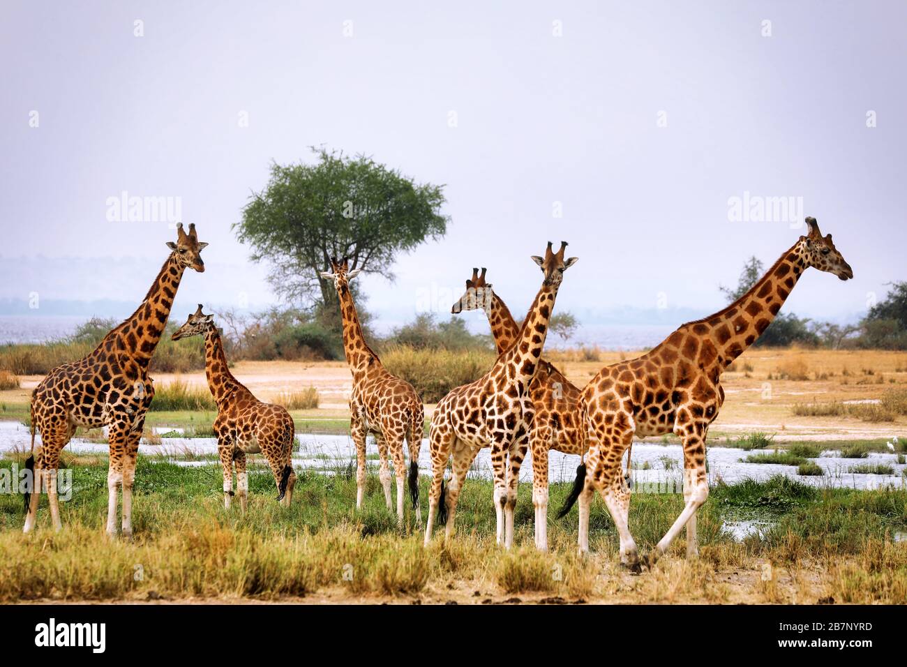 Ugandan giraffe at Lake Albert, Murchison Falls Uganda Stock Photo - Alamy