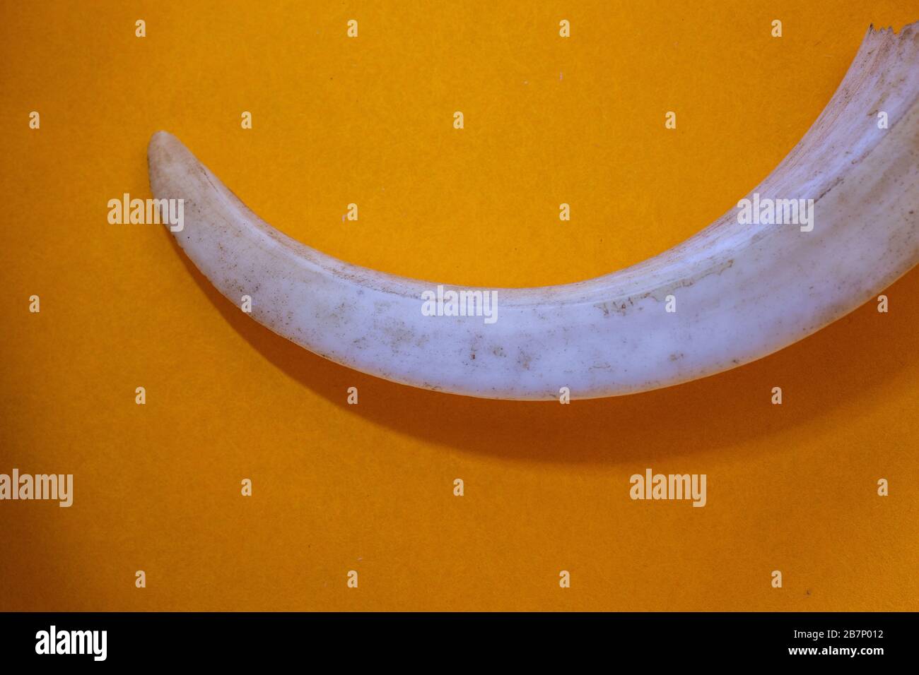 Wild boar tusks hi-res stock photography and images - Alamy