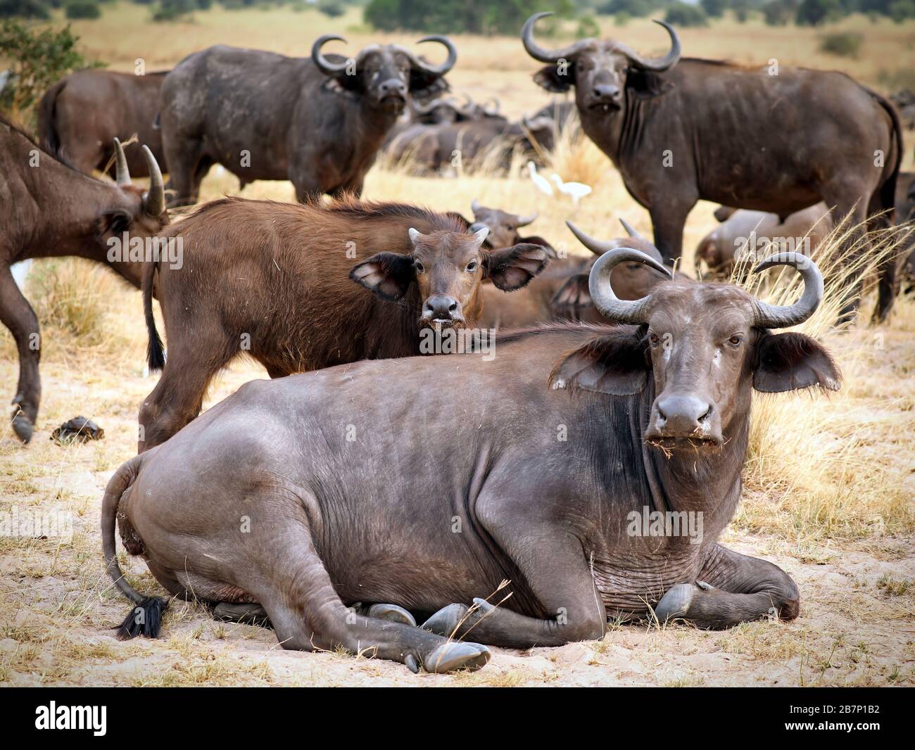Kaffernbuffel buffel african buffalo hi-res stock photography and ...
