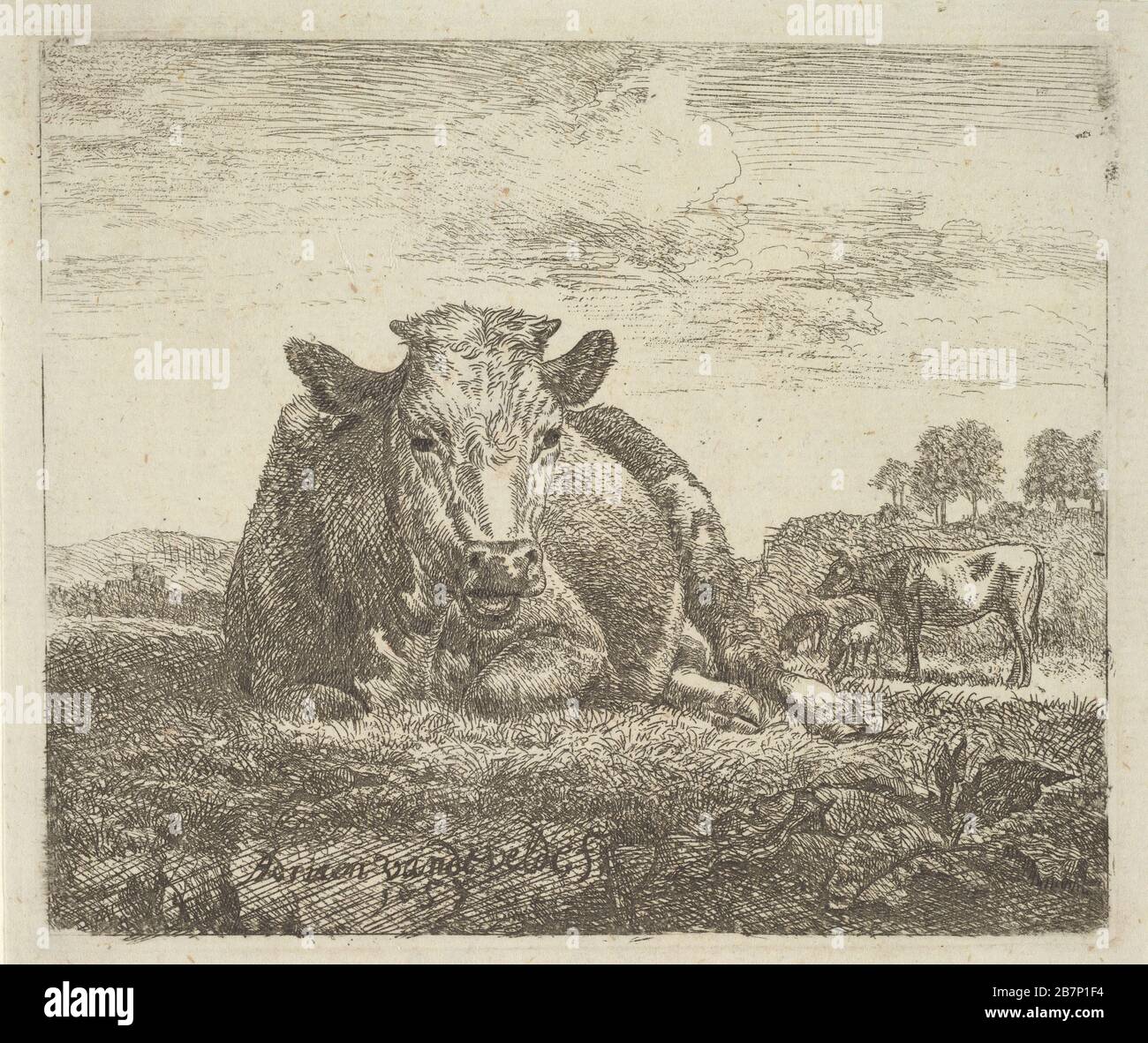 Recumbent cow hi-res stock photography and images - Alamy