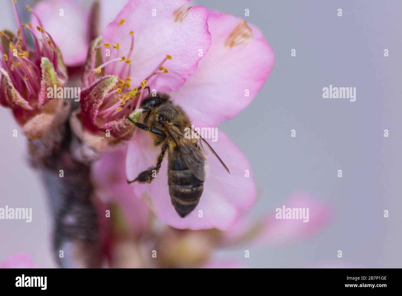 Bee (apis mellifera) pollinating almond flowers (prunus dulcis), close ...