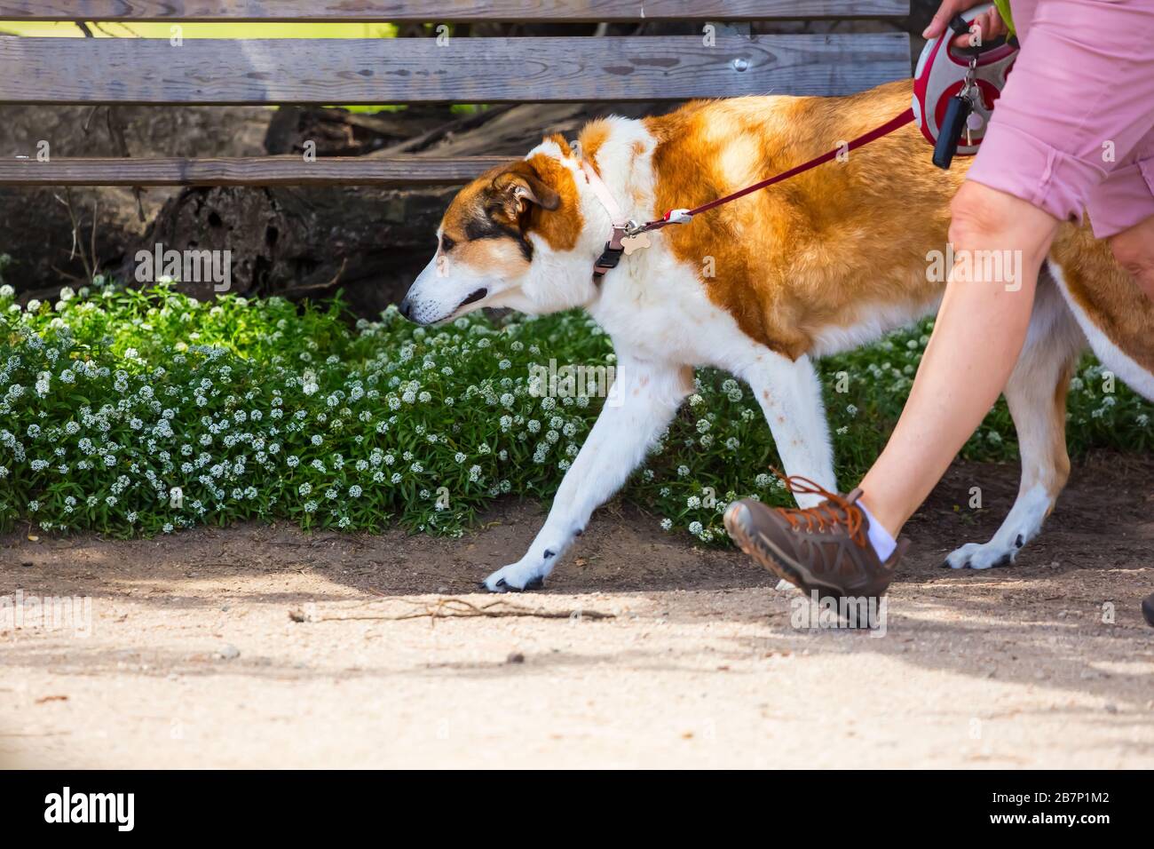 Waking the dog hi-res stock photography and images - Alamy