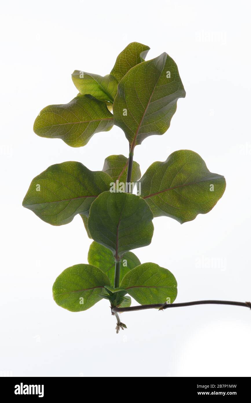 Clematis leaf hi-res stock photography and images - Alamy