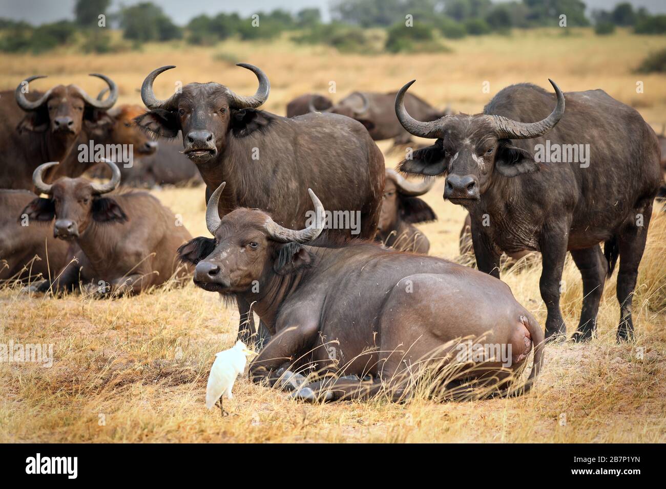 Kaffernbuffel buffel african buffalo hi-res stock photography and ...