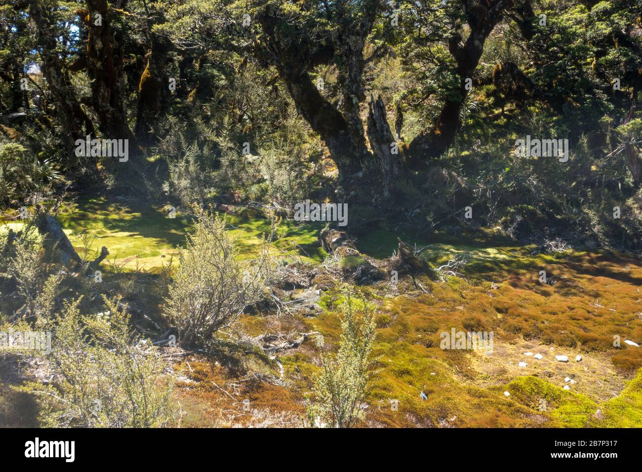 The Routeburn Track is is a classic tramping track in New Zealands ...