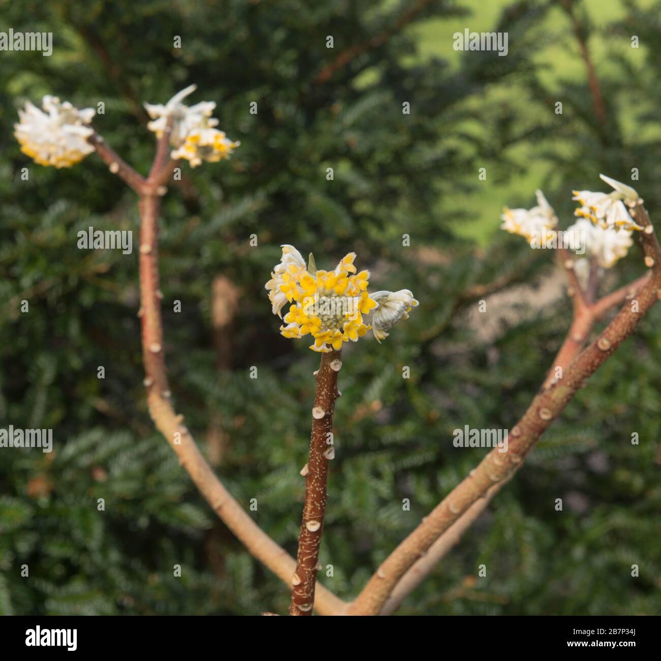 Edgeworthia Chrysantha Paper Bush
