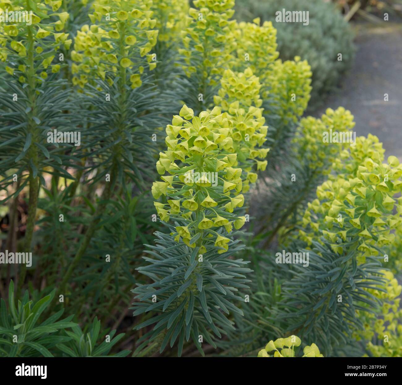 Spring Flowers of a Mediterranean Spurge Sub Shrub (Euphorbia characias ...