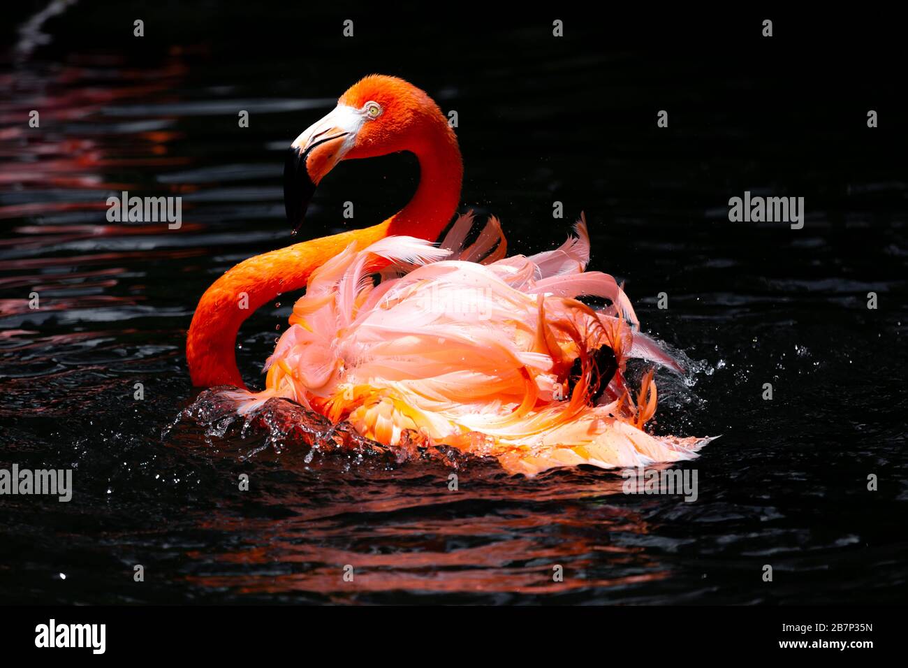 Colour landscape photo of a flamingo bathing in water by splashing its ...