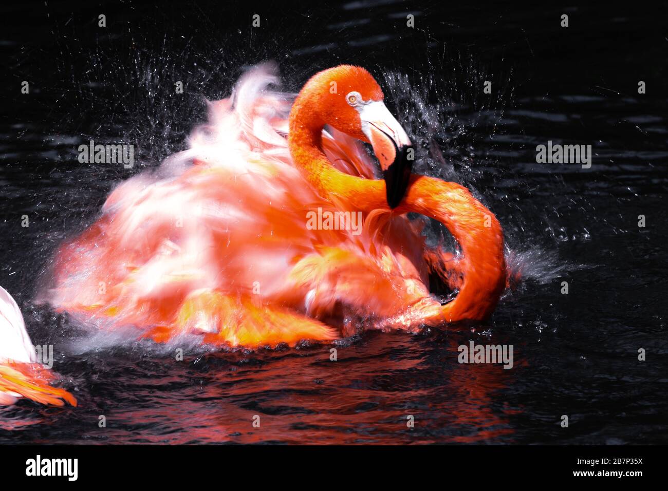 Colour landscape photo of a flamingo bathing in water by splashing its ...