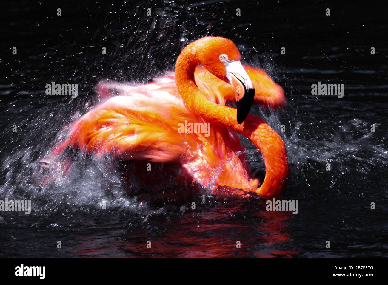 Colour landscape photo of a flamingo bathing in water by splashing its ...