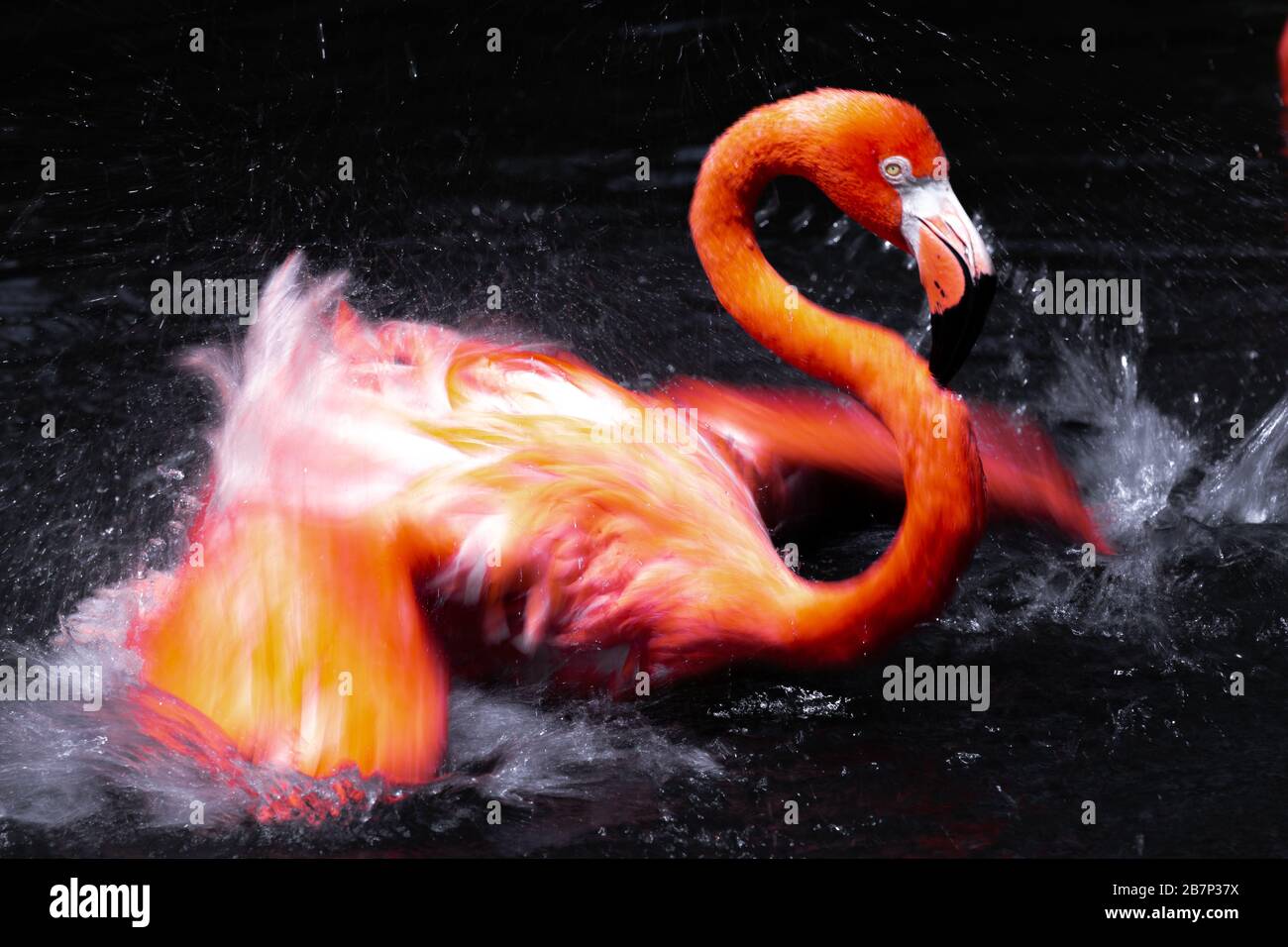 Colour landscape photo of a flamingo bathing in water by splashing its ...