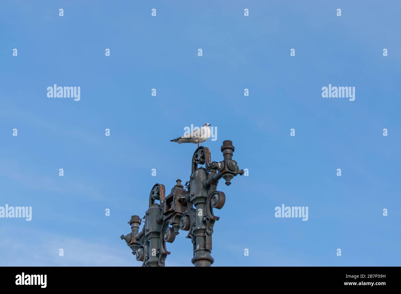 Old seagull hi-res stock photography and images - Alamy