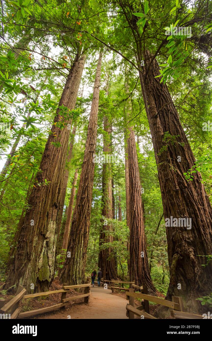 Giant sequoia trees in California, USA Stock Photo - Alamy