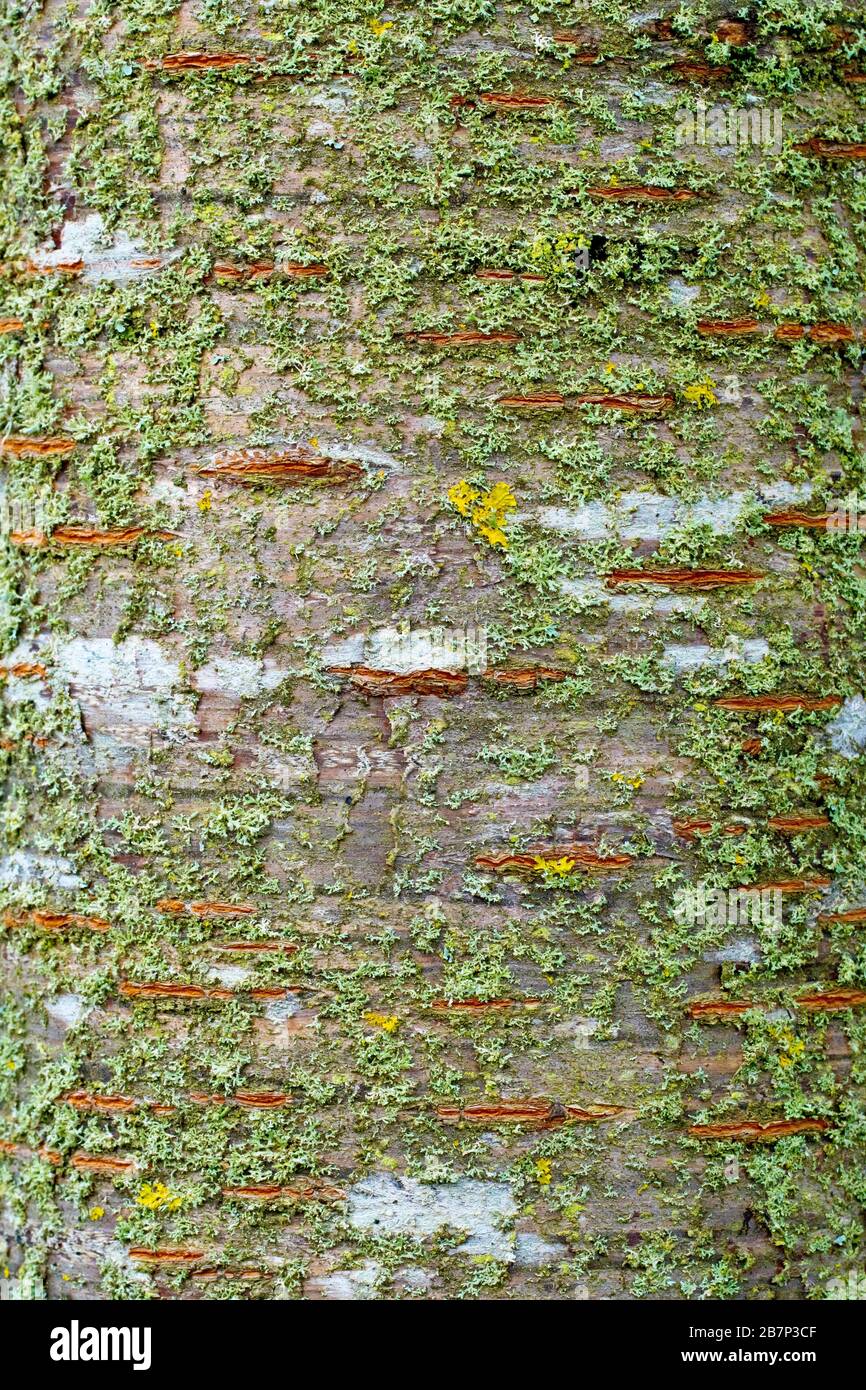 Wild Cherry (prunus avium), close up showing the texture and detail of ...
