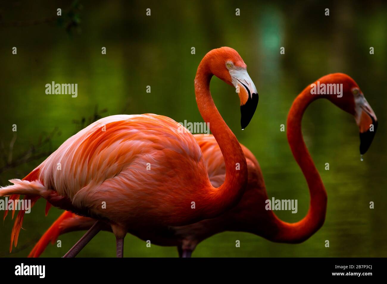 Colour landscape images of flamingo's photographed at a nature reserve ...