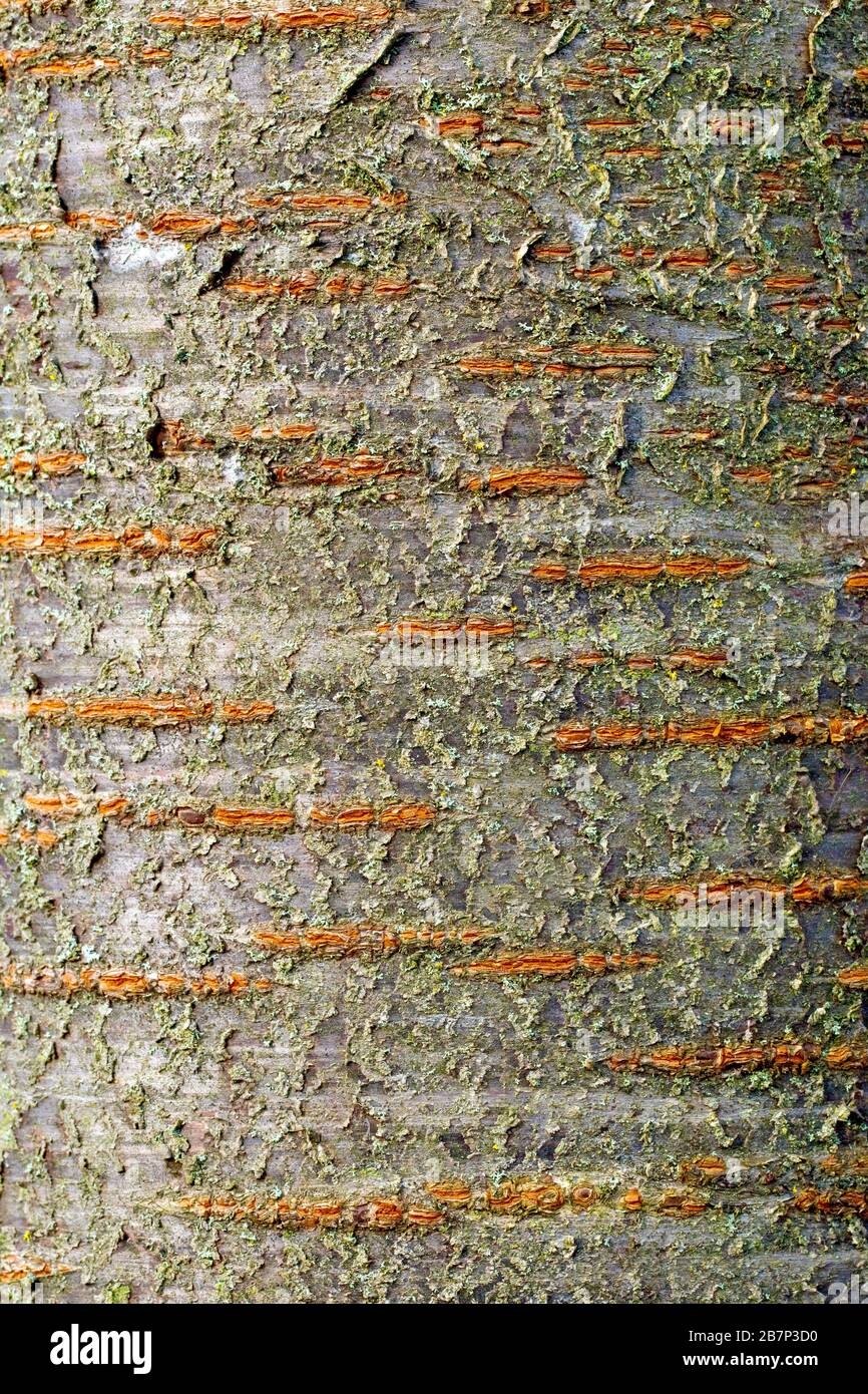 Tree Bark Prunus Stock Photos & Tree Bark Prunus Stock Images - Alamy
