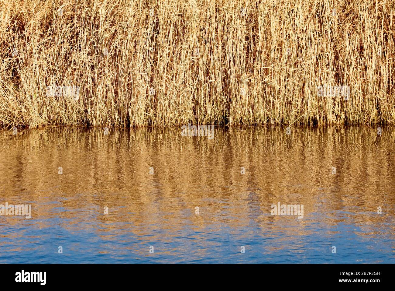 Dead grass hi-res stock photography and images - Alamy