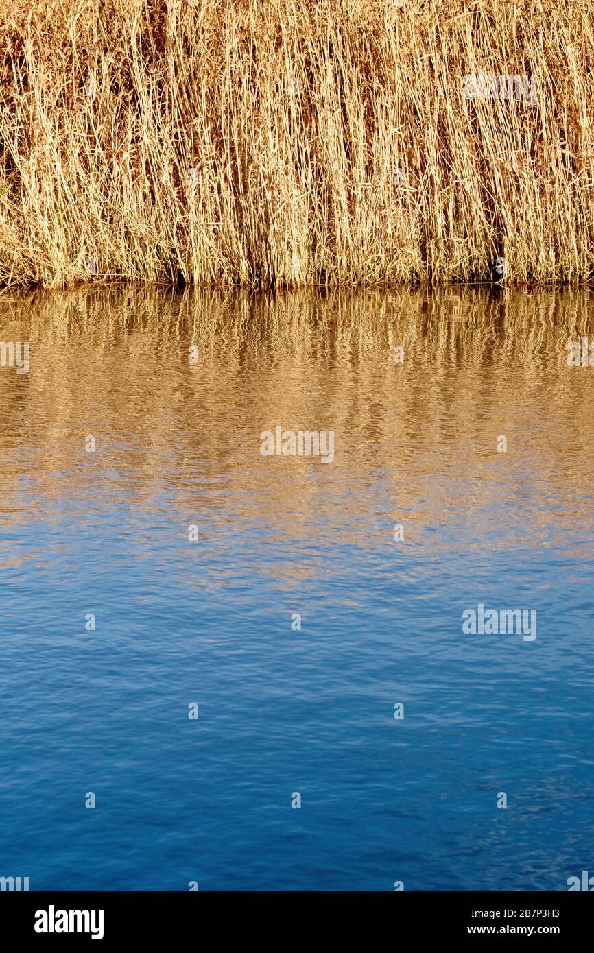 Dead grass hi-res stock photography and images - Alamy