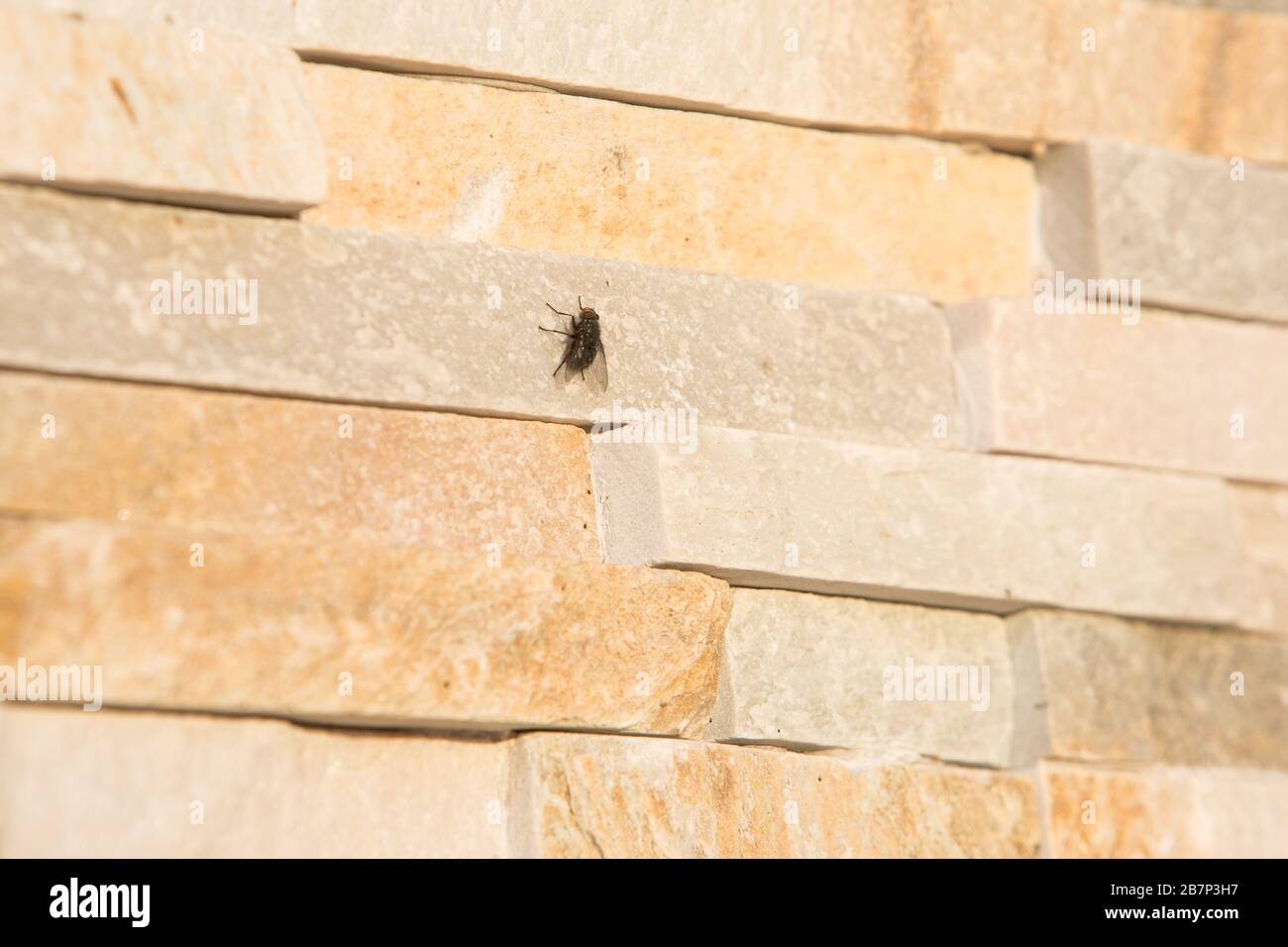 Big house fly taking sunbath on the cement wall Stock Photo - Alamy