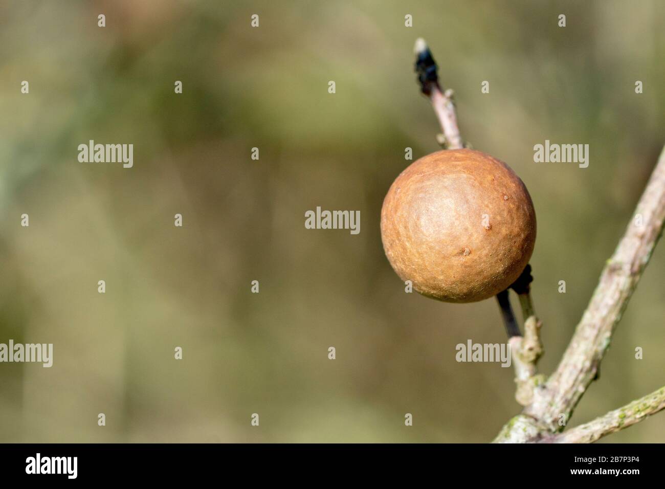 Marble gall uk hi-res stock photography and images - Alamy