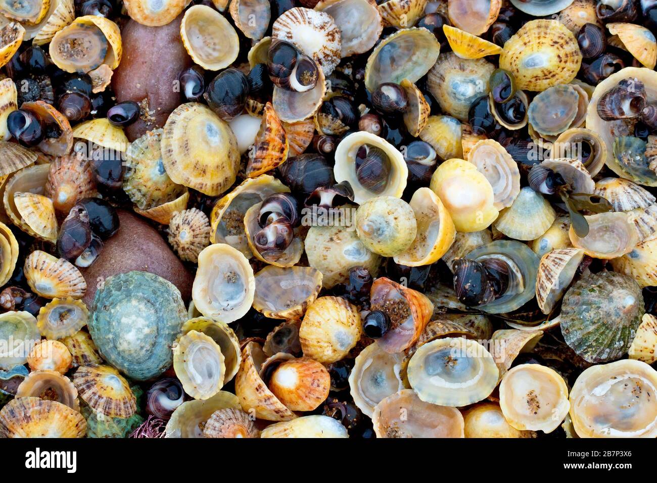 Tide mark hi-res stock photography and images - Alamy