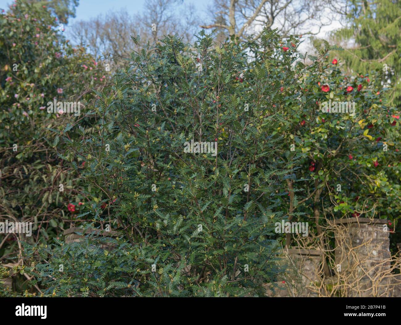 Weinmannia trichosperma hi-res stock photography and images - Alamy