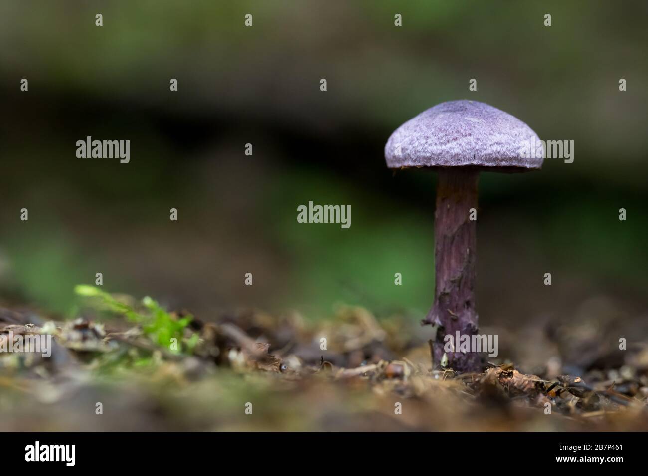 Violet webcap hi-res stock photography and images - Alamy