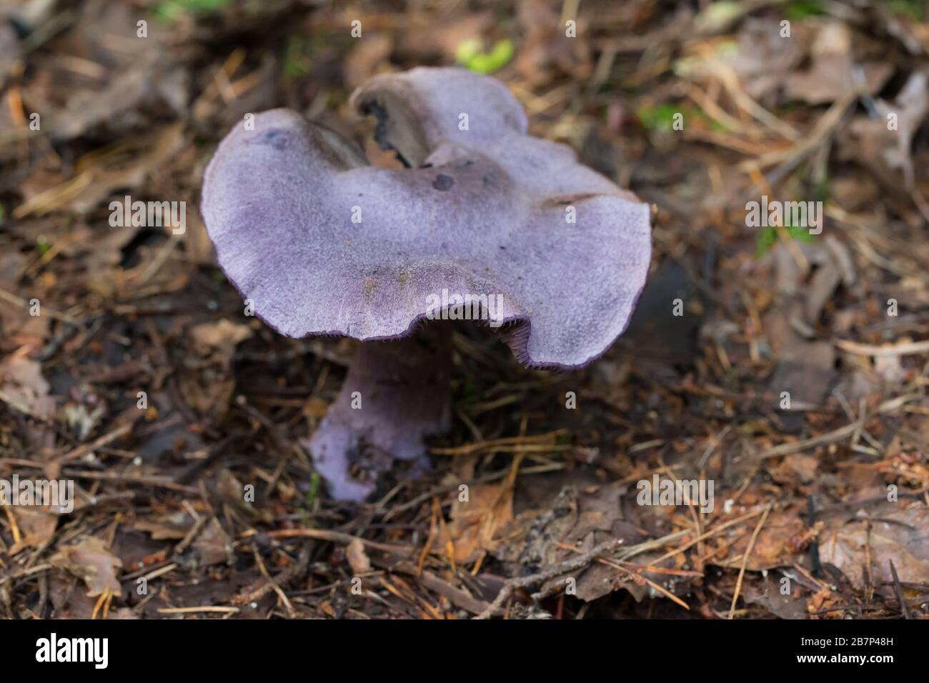 Violet webcap cortinarius violaceus hi-res stock photography and images ...