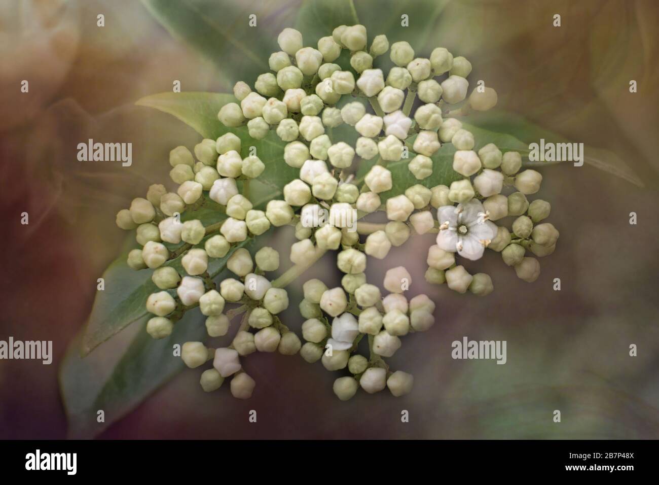 flower with texture overlay Stock Photo - Alamy