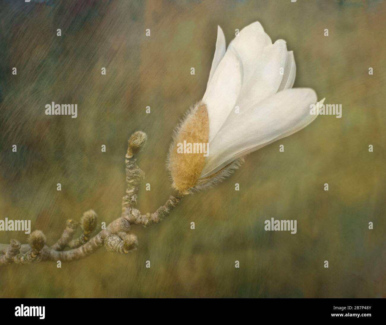 flower with texture overlay Stock Photo - Alamy