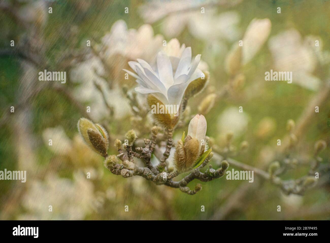 flower with texture overlay Stock Photo - Alamy