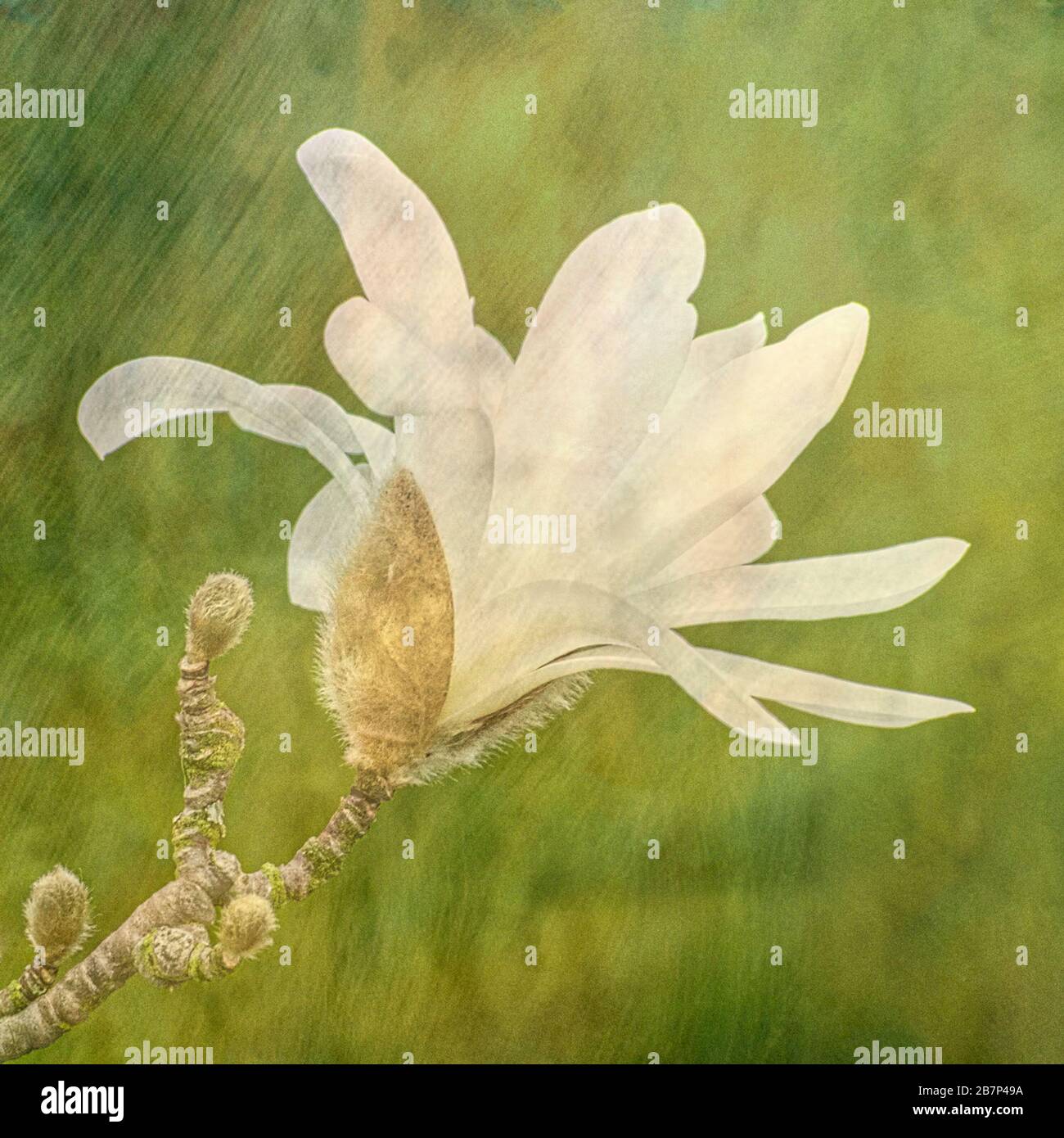 flower with texture overlay Stock Photo - Alamy