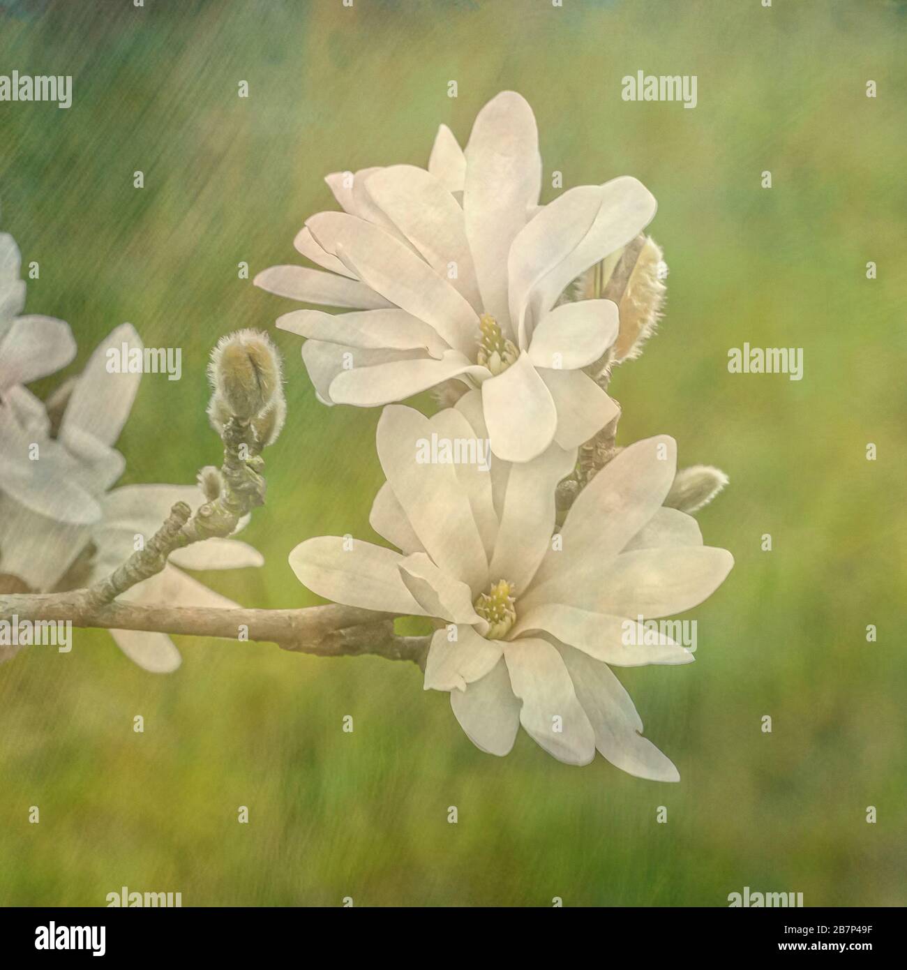 flower with texture overlay Stock Photo - Alamy