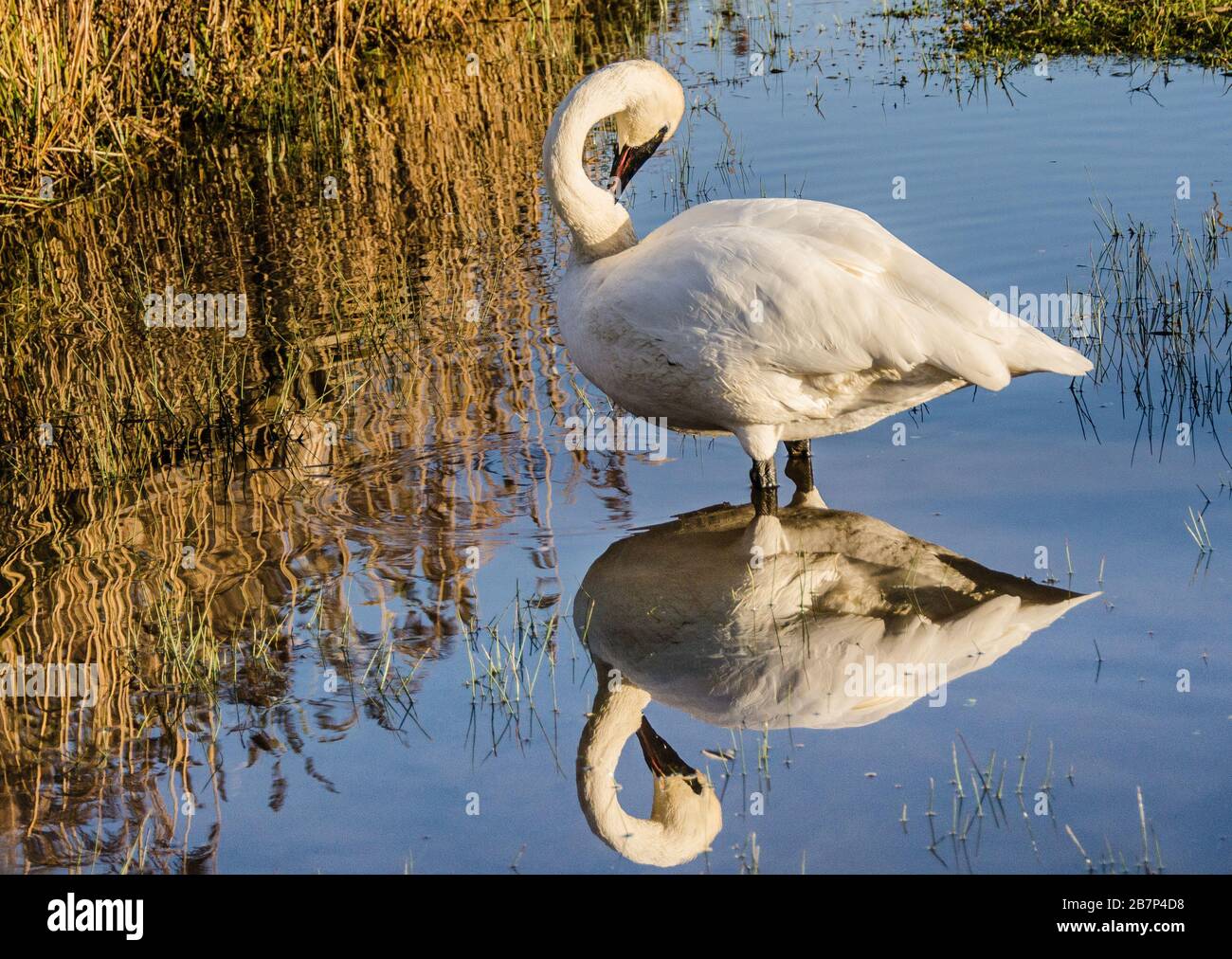 Preening swan hi-res stock photography and images - Alamy