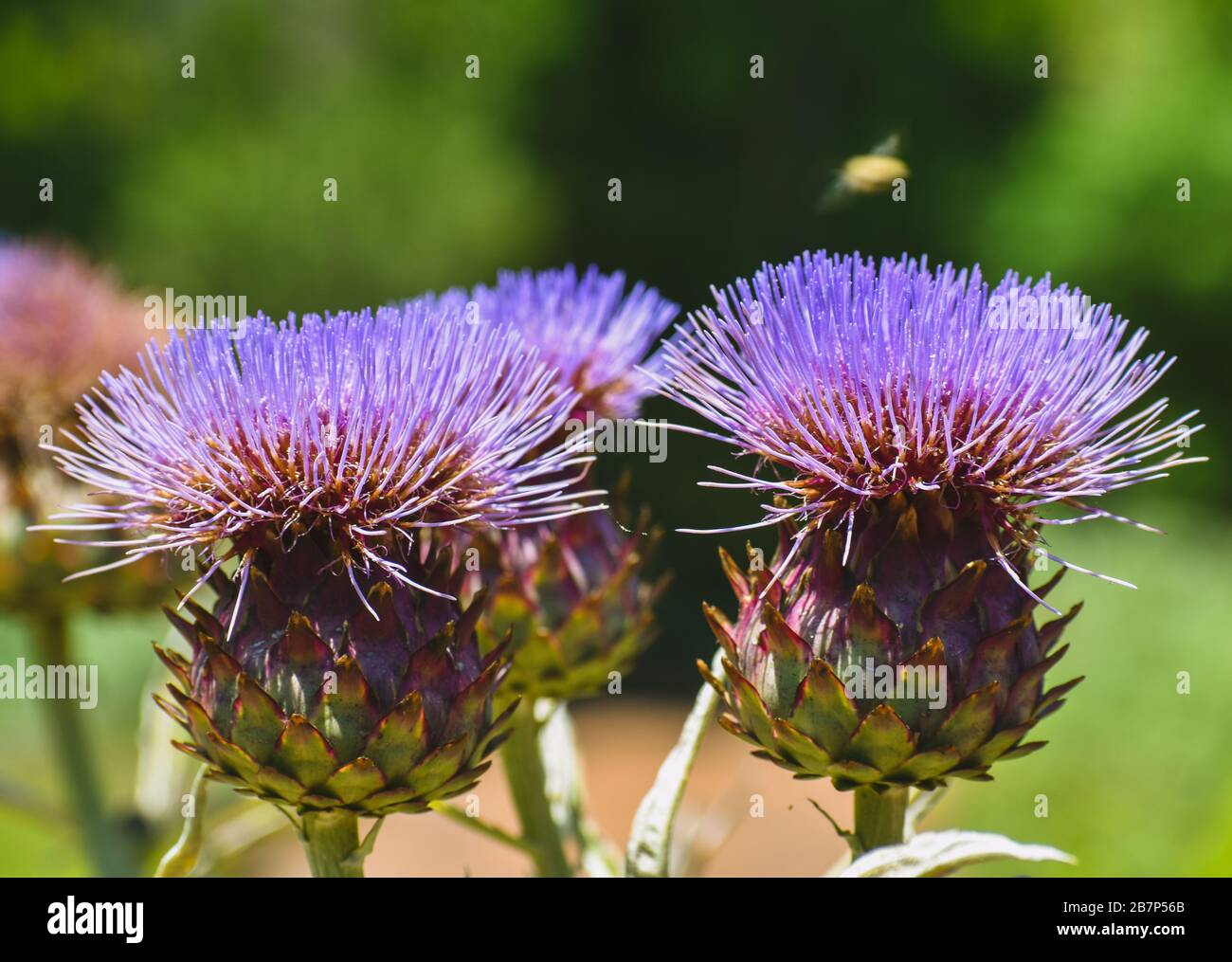 Photograph of purple thistles hi-res stock photography and images - Alamy