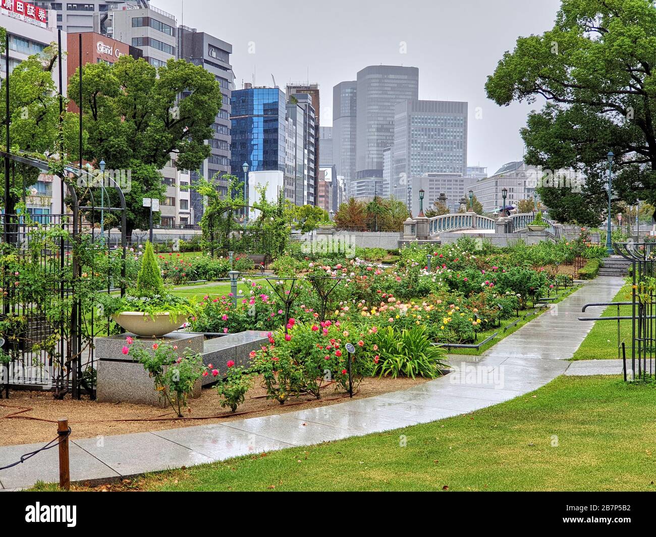 Rose osaka hi-res stock photography and images - Alamy