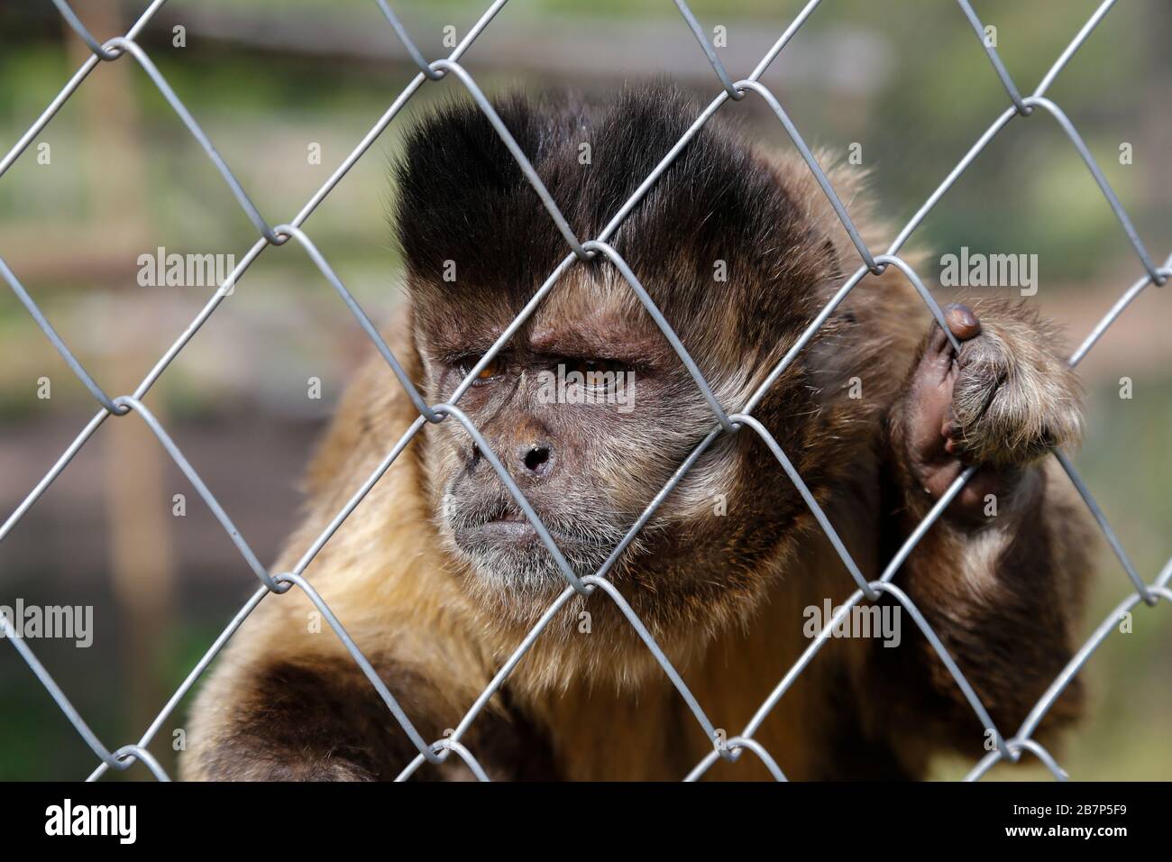 angry trapped monkey behind fence Stock Photo - Alamy