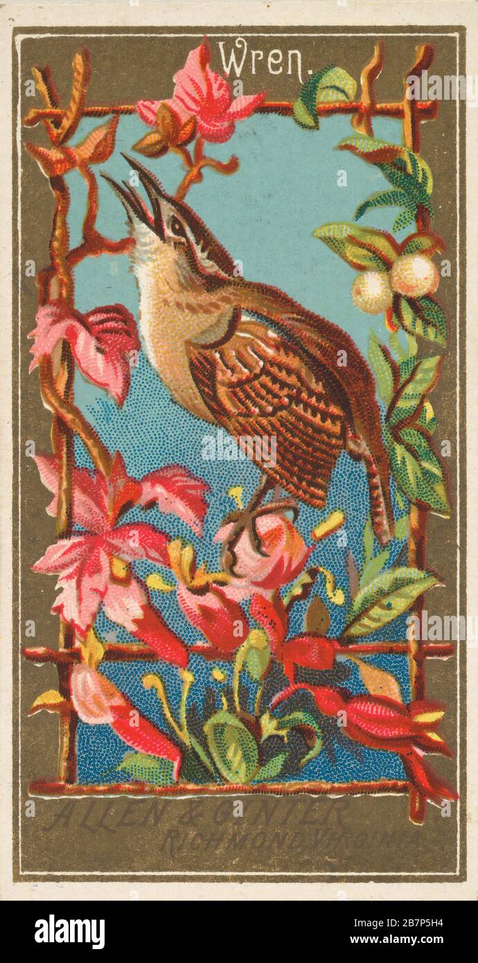 Wren bird flowers hi-res stock photography and images - Alamy