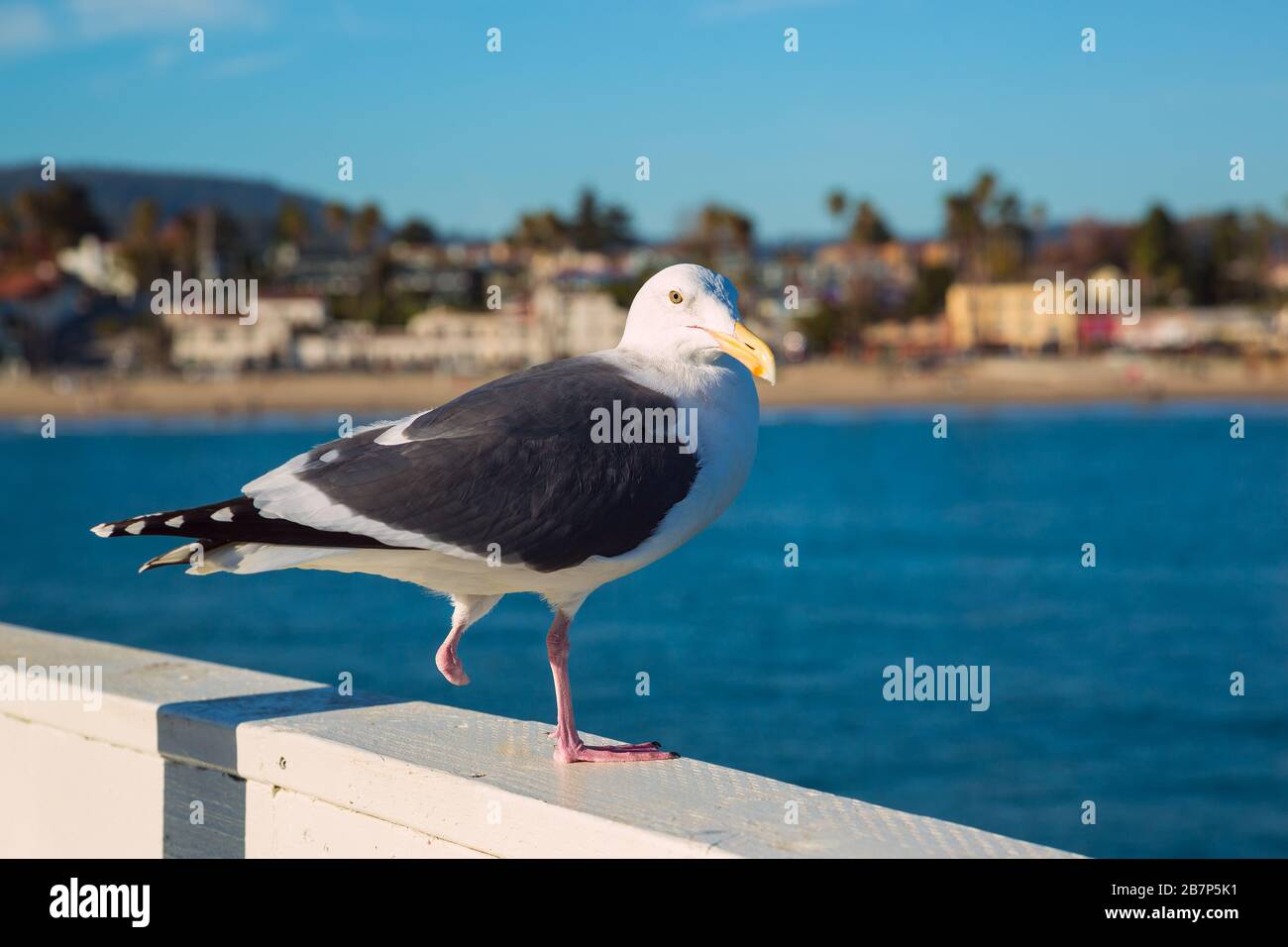 Bird with a broken leg during day time Stock Photo - Alamy