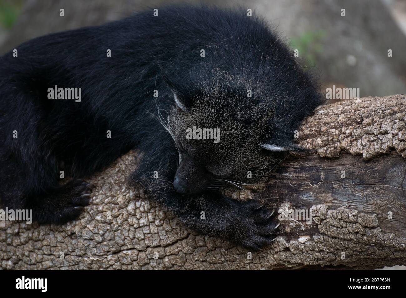 Portrait of a binturong resting on a log, also known as bearcat Stock ...