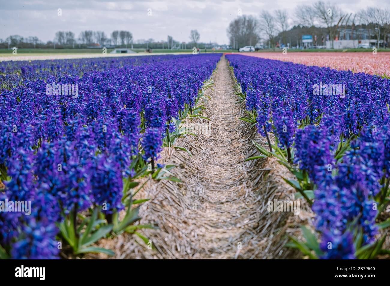 Floral spring background. Purple hyacinths, traditional easter flowers ...